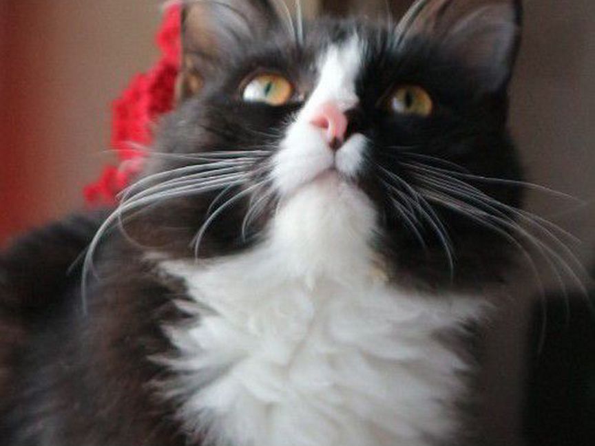 Пушистый котенок Габби (Габриэлла), 6 месяцев