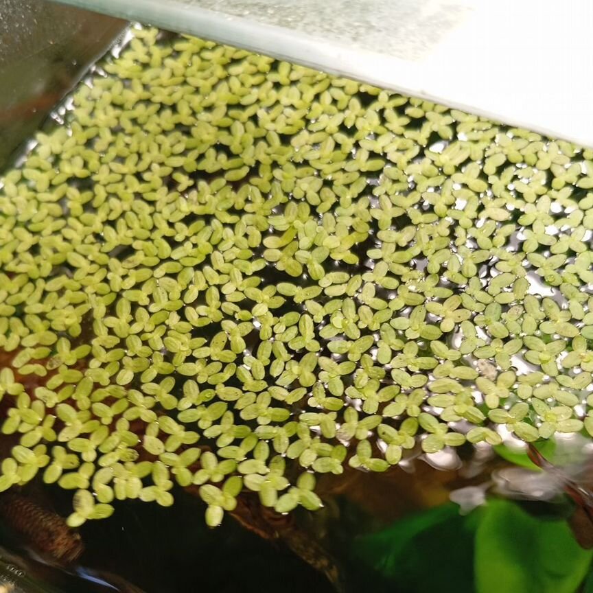 Аквариумное растение