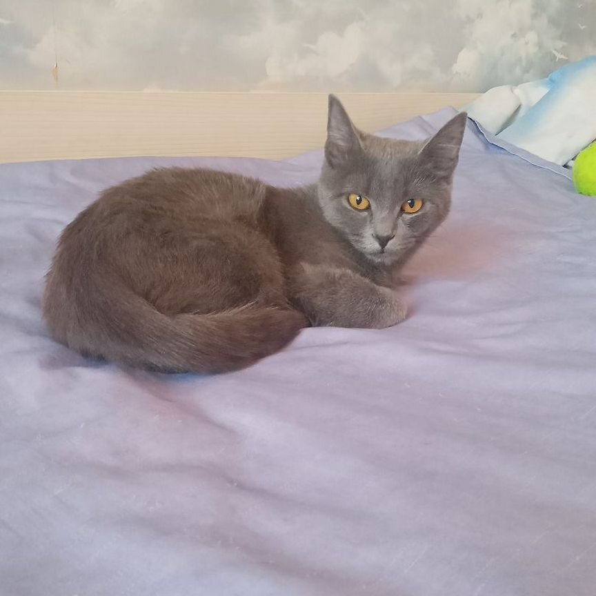 Кошки