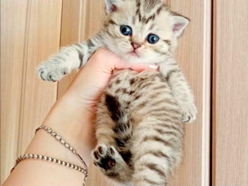 Шиншилловые ласковые котодетки
