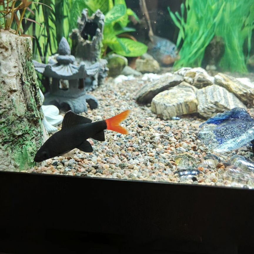 Лабео биколор отдам бесплатно