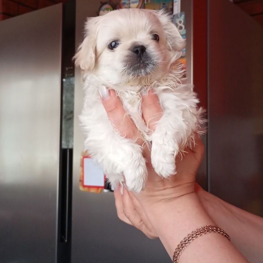 Пекинес, щенок