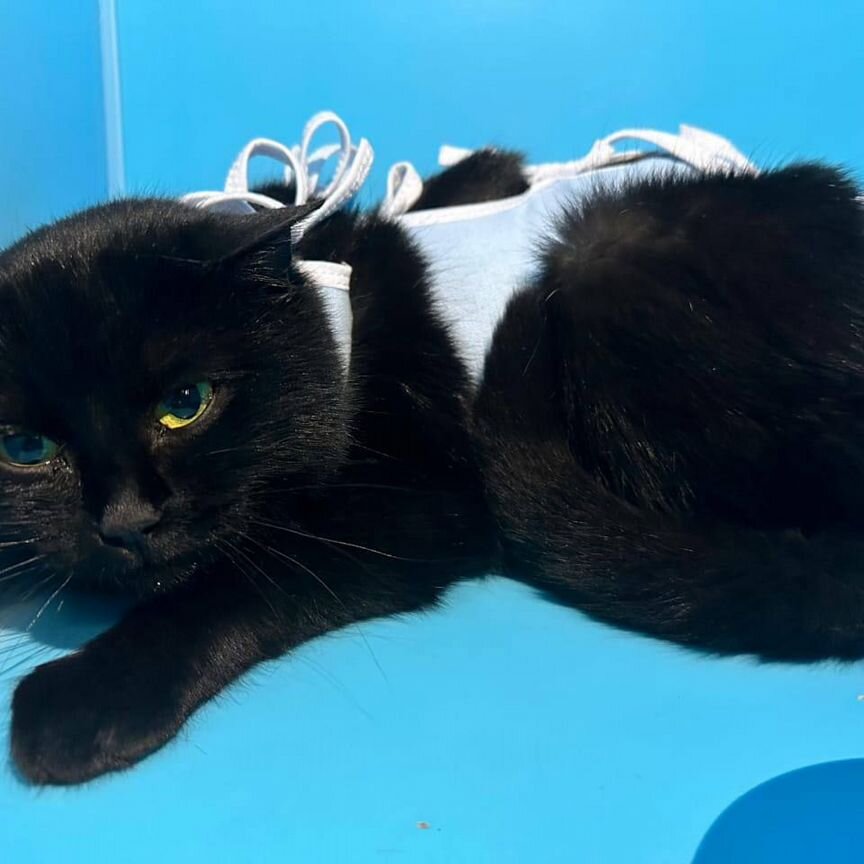 Маракуйя с территории завода. Не хочет обратно