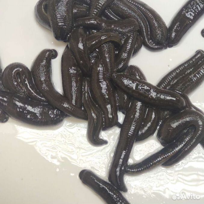 Пиявка для рыбалка размер 3-7 грамм