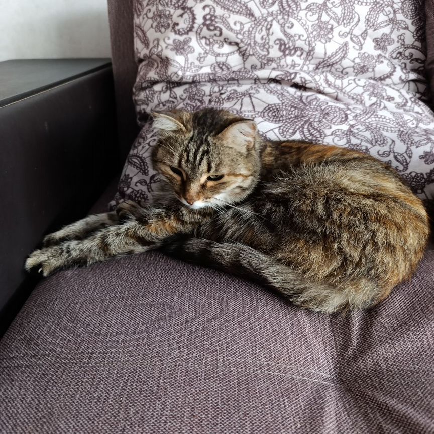 Кошечка, кошка