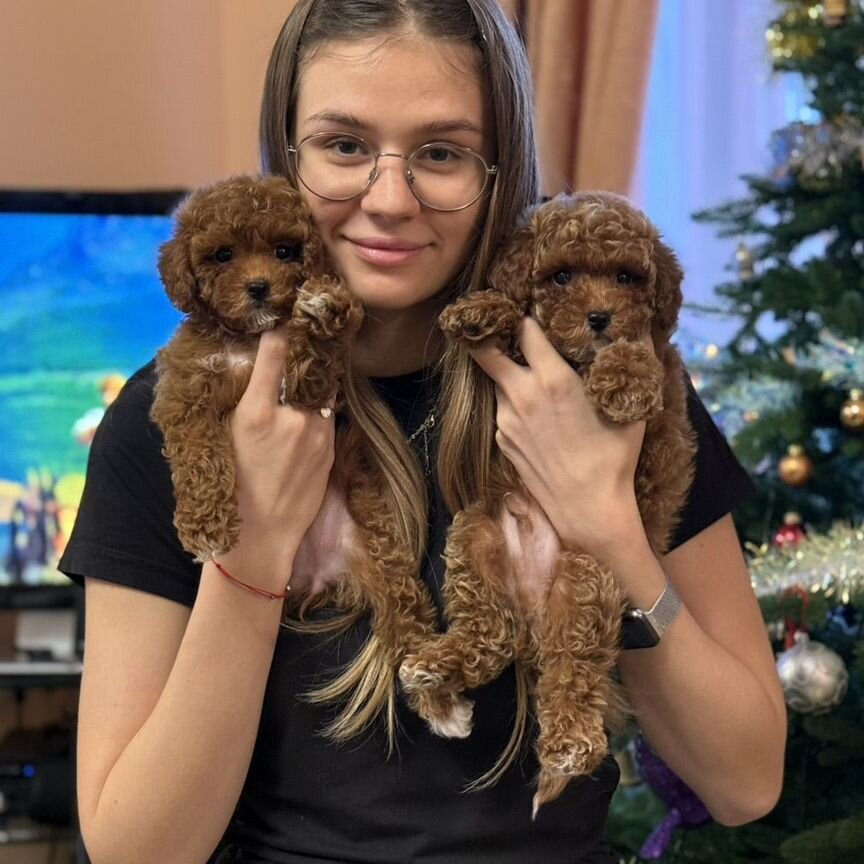 Той-пудель мини