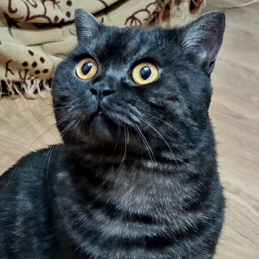 Шотландский кот