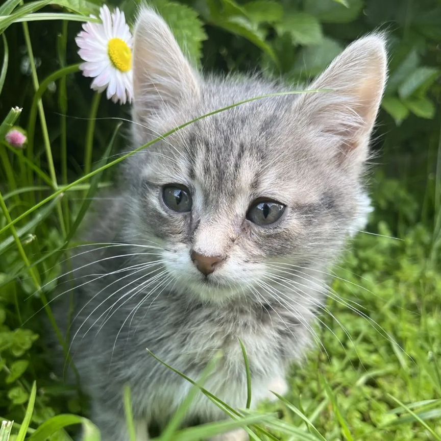 Котёнок в добрые руки