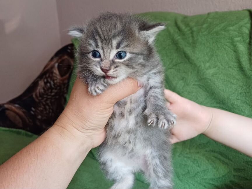 Котята курильский бобтейл