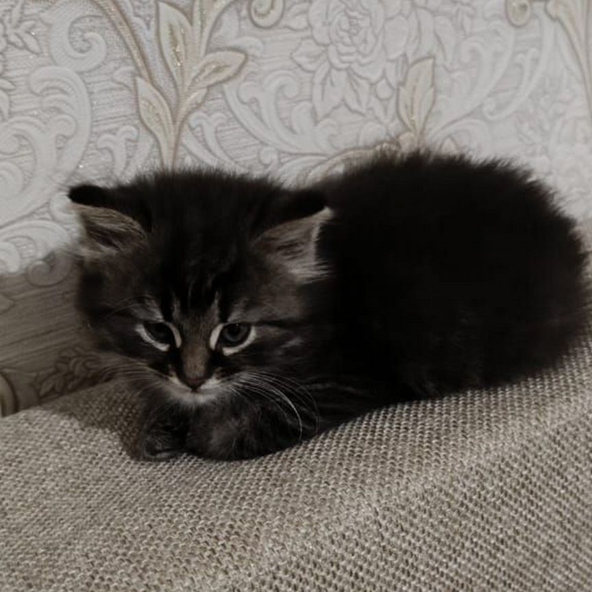 Отдам котенка