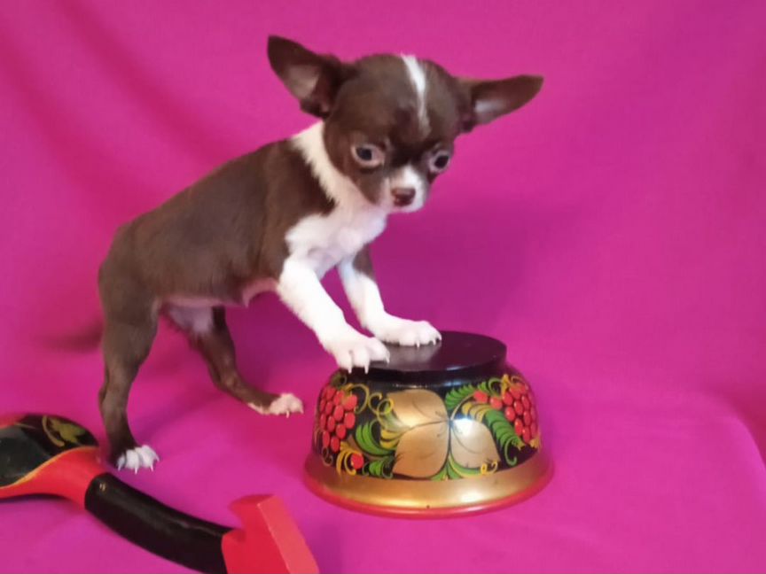 Чихуахуа щенок девочка