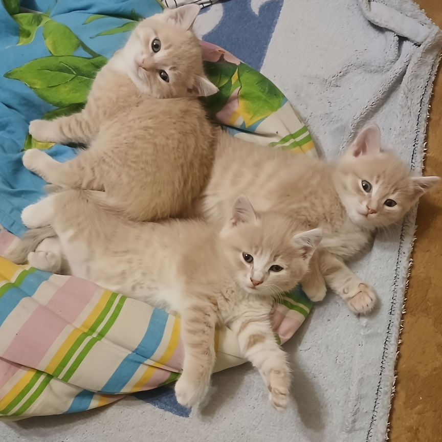 Сибирский котёнок