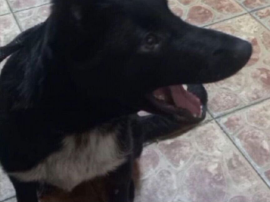 Мальчик Джо