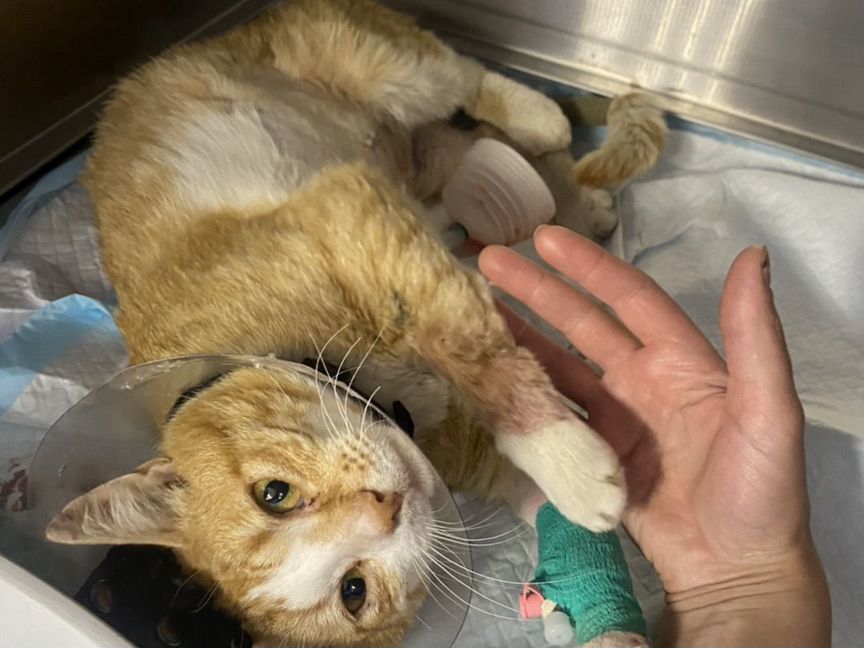 Помощь коту