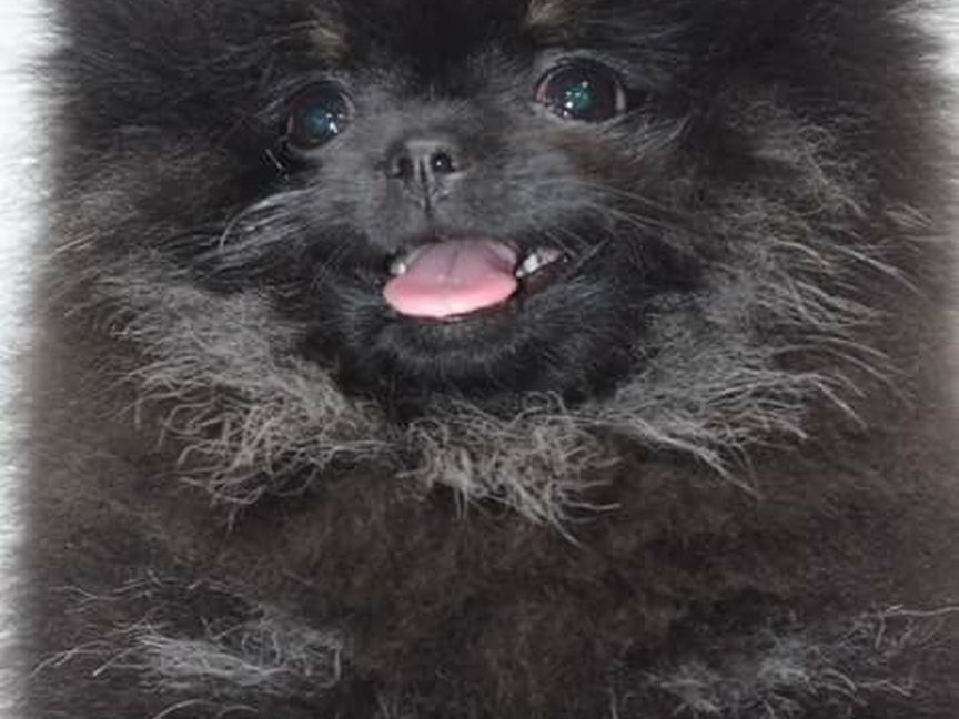 Померанский шпиц мини