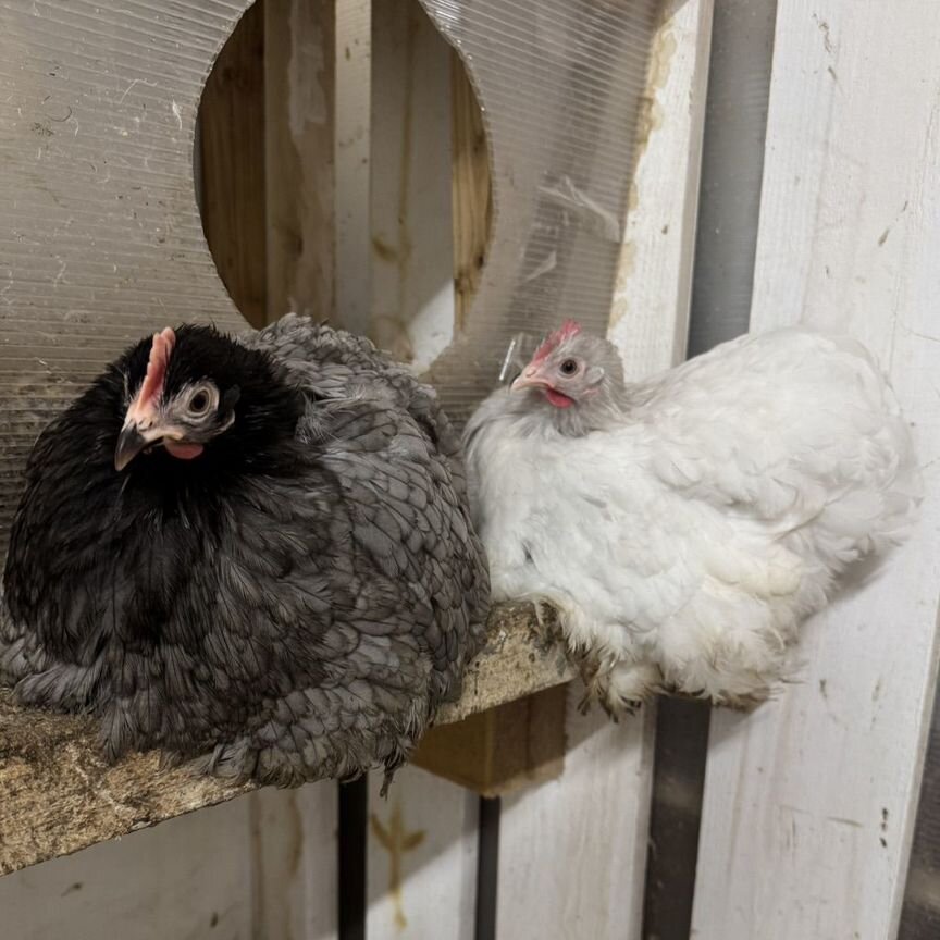 Продам цыплят карликовый кохинхин