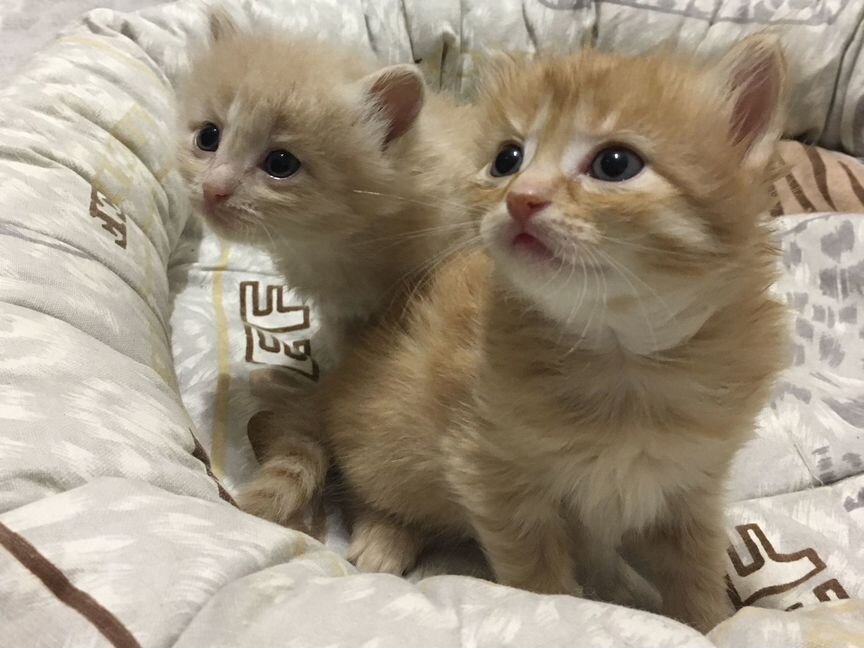 Прелестные котята в добрые руки:)
