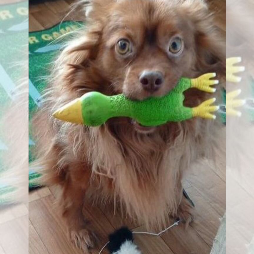 Взрослый пёс в добрые руки