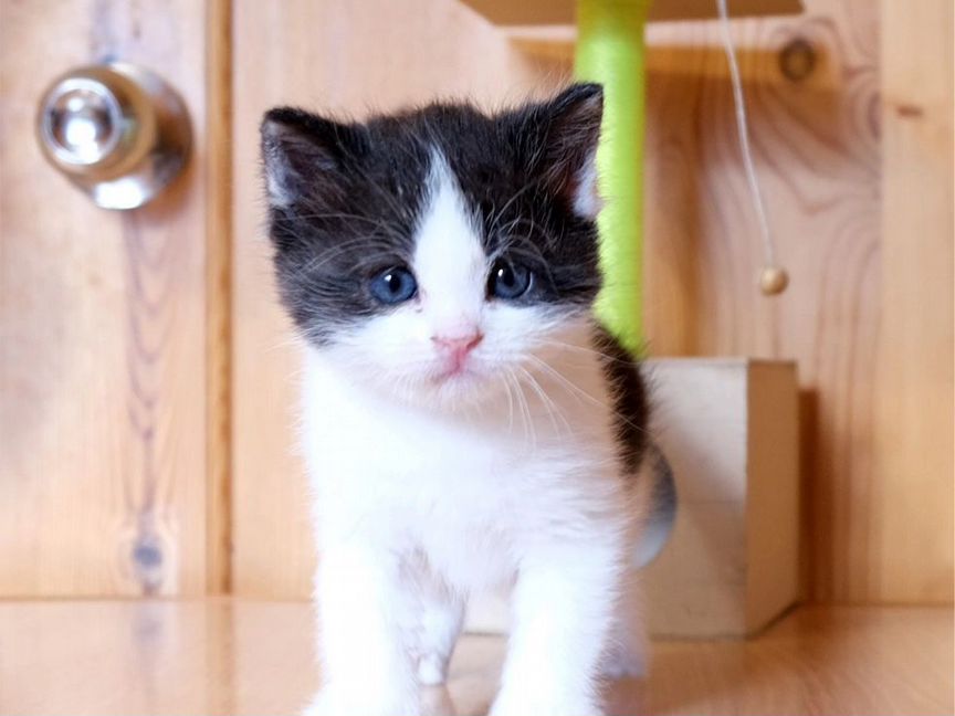 Котята чёрно-белые от 1,5до 4 месяцев