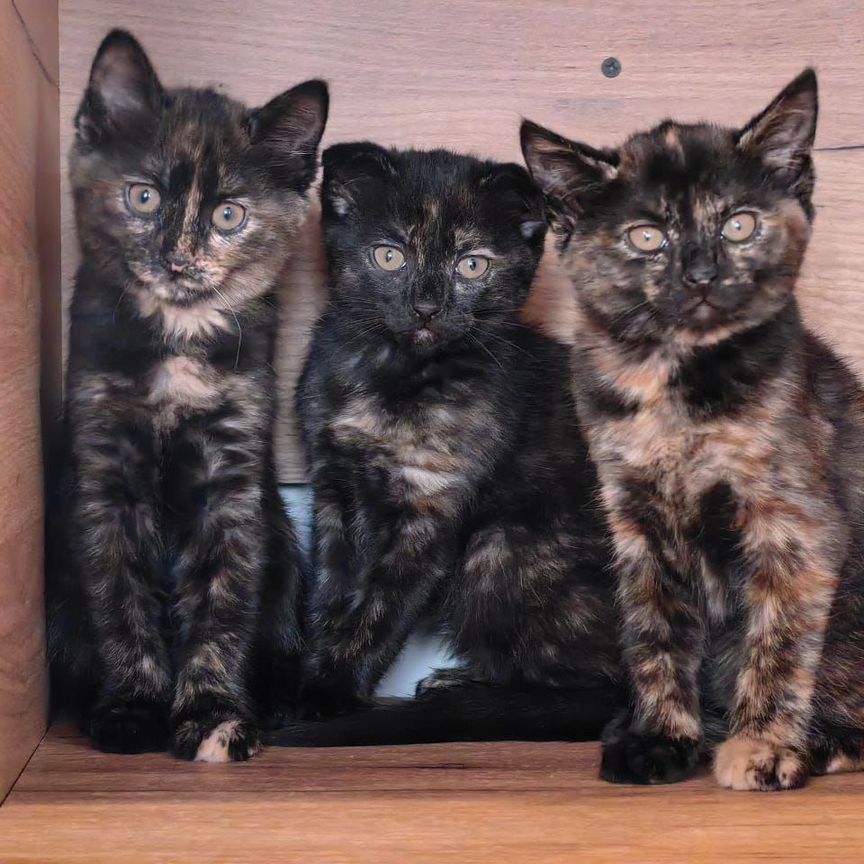 Котята в добрые руки бесплатно