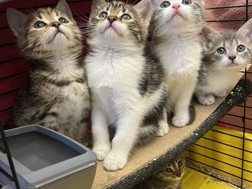 Обреченные на смерть котятки