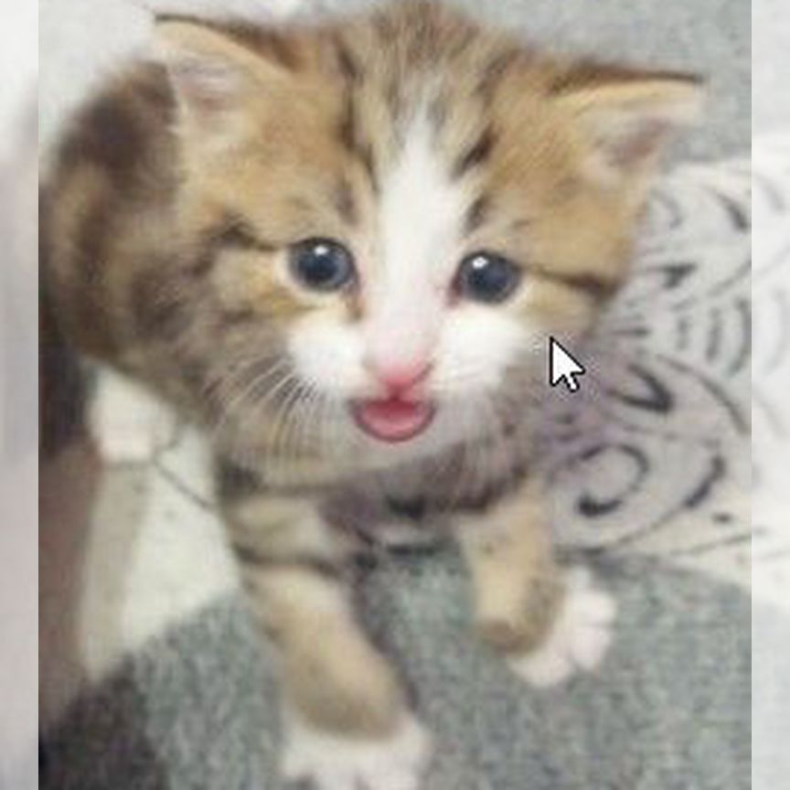 Котёнок в добрые руки