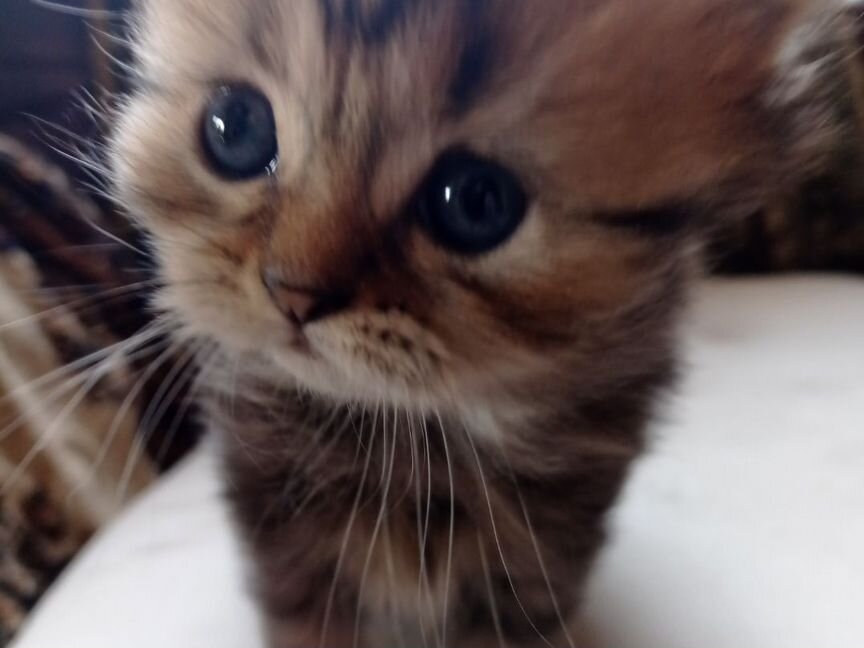Кошки