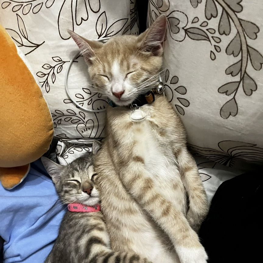 Котики бесплатно в добрые руки