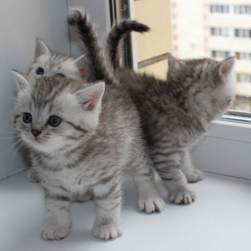 Шотландские котята