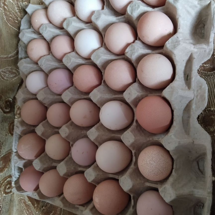 Яйцо цесарок на инкубатор