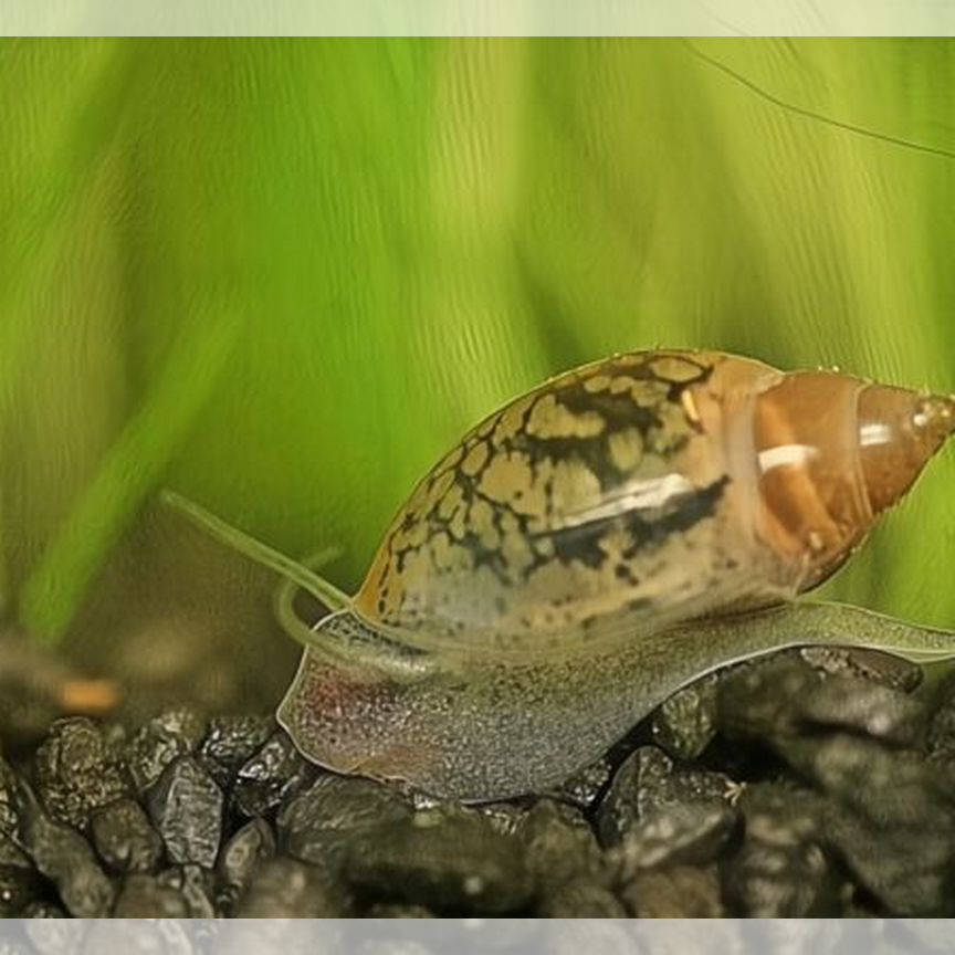 Улитка физа