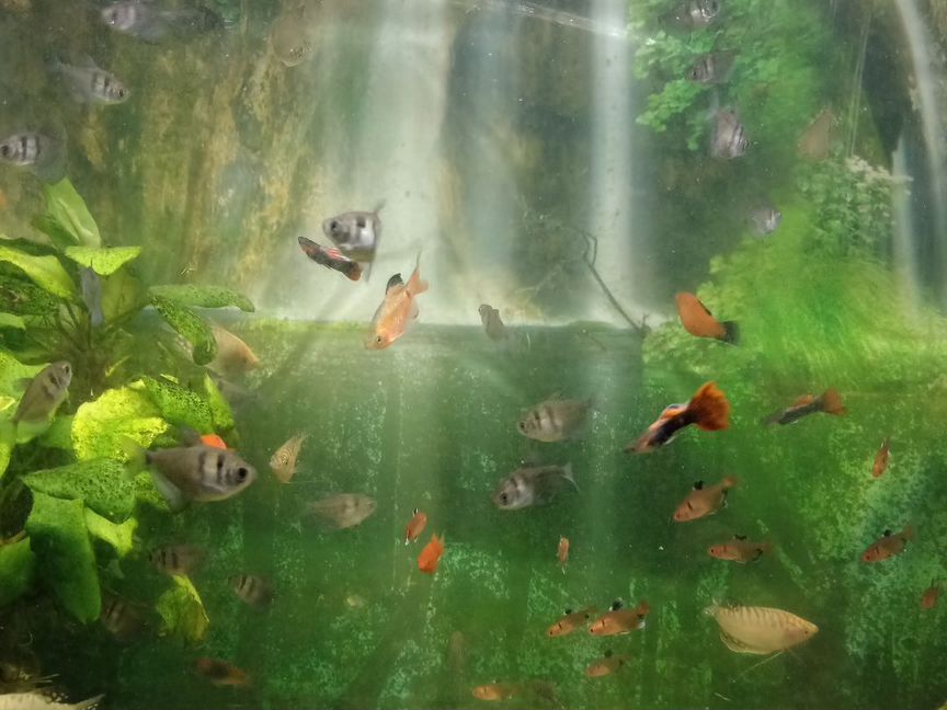 Аквариумные рыбки