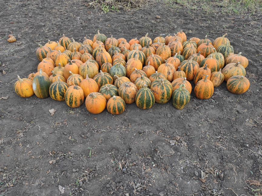 Тыква кормовая