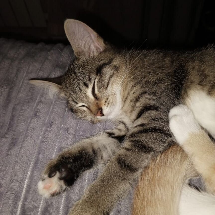 Отдам котенка в добрые руки