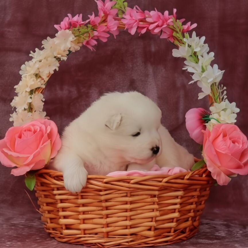 Самоедская собака, щенок