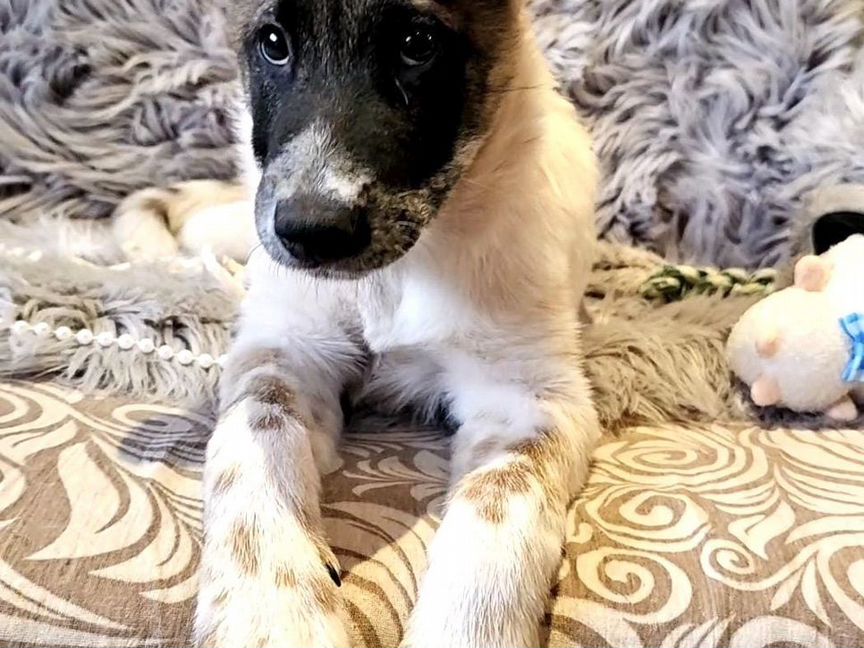 Щенок девочка в добрые руки