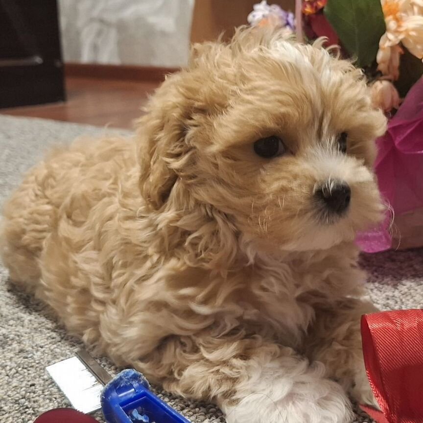 Мальтипу, щенок