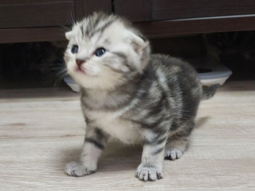 Британские вислоухие котята