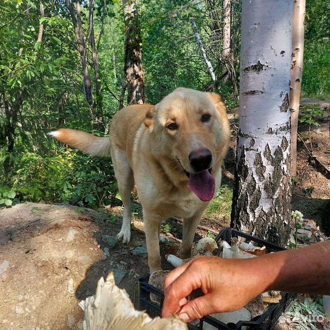Федюша крупный увалень )