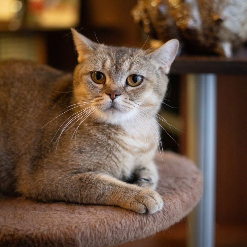 Британская шиншилла