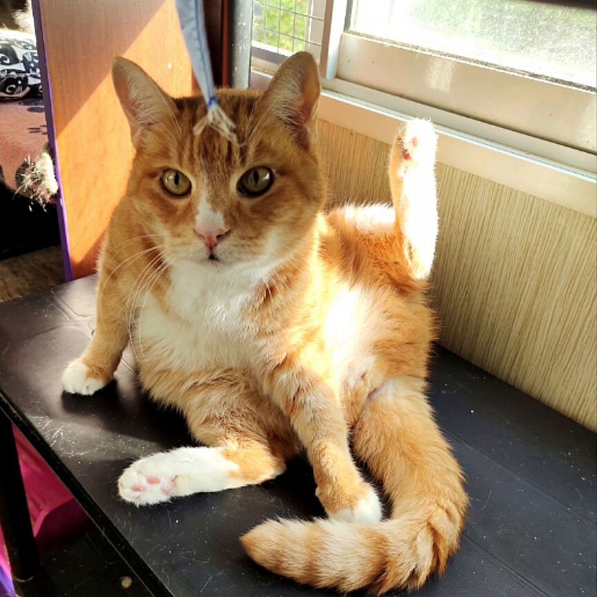 Котик в добрые ручки