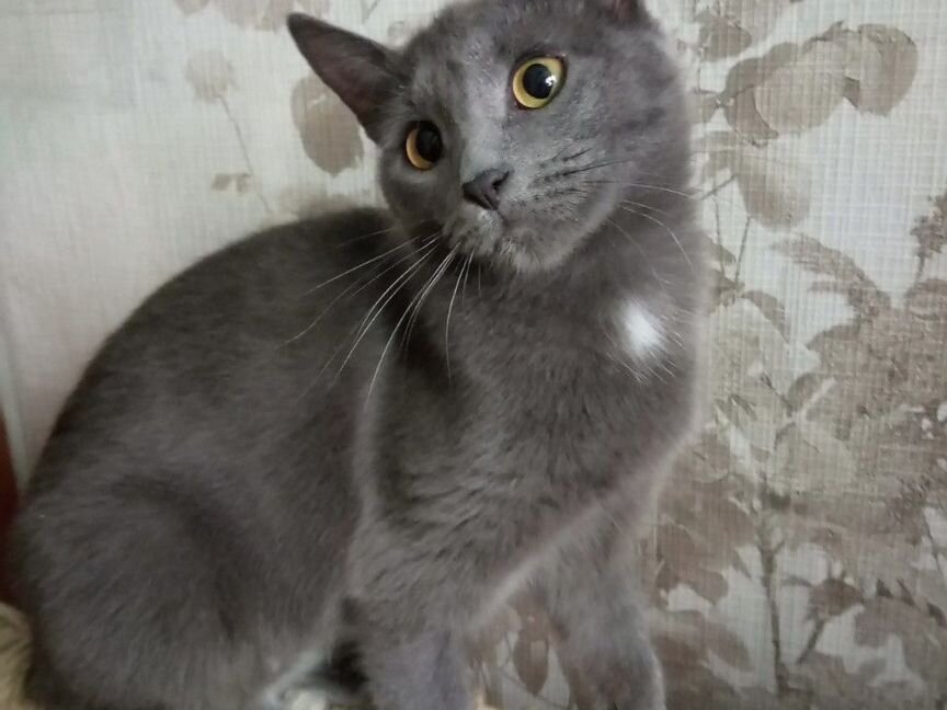 Кошка молодая котёнок добрая хорошая красивая