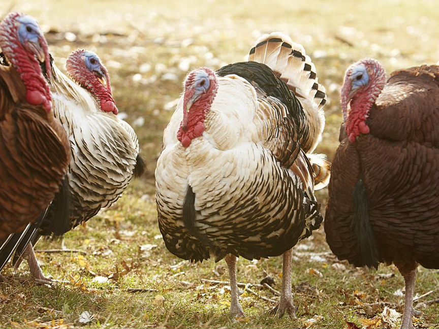 Продам индюков