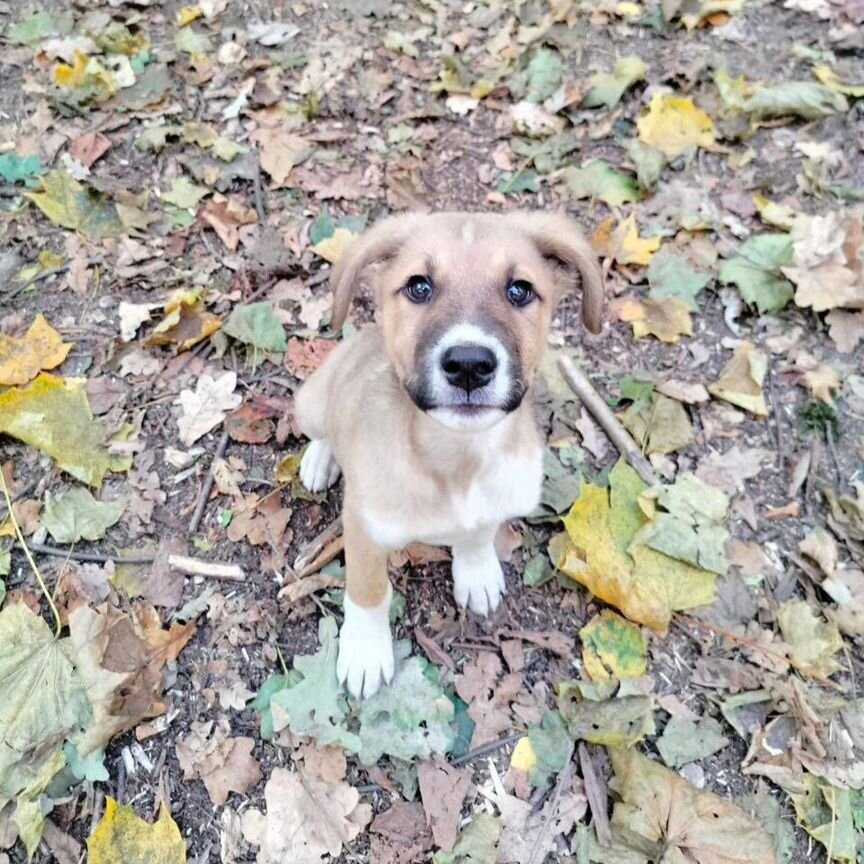 Милейший Виктор в поисках дома