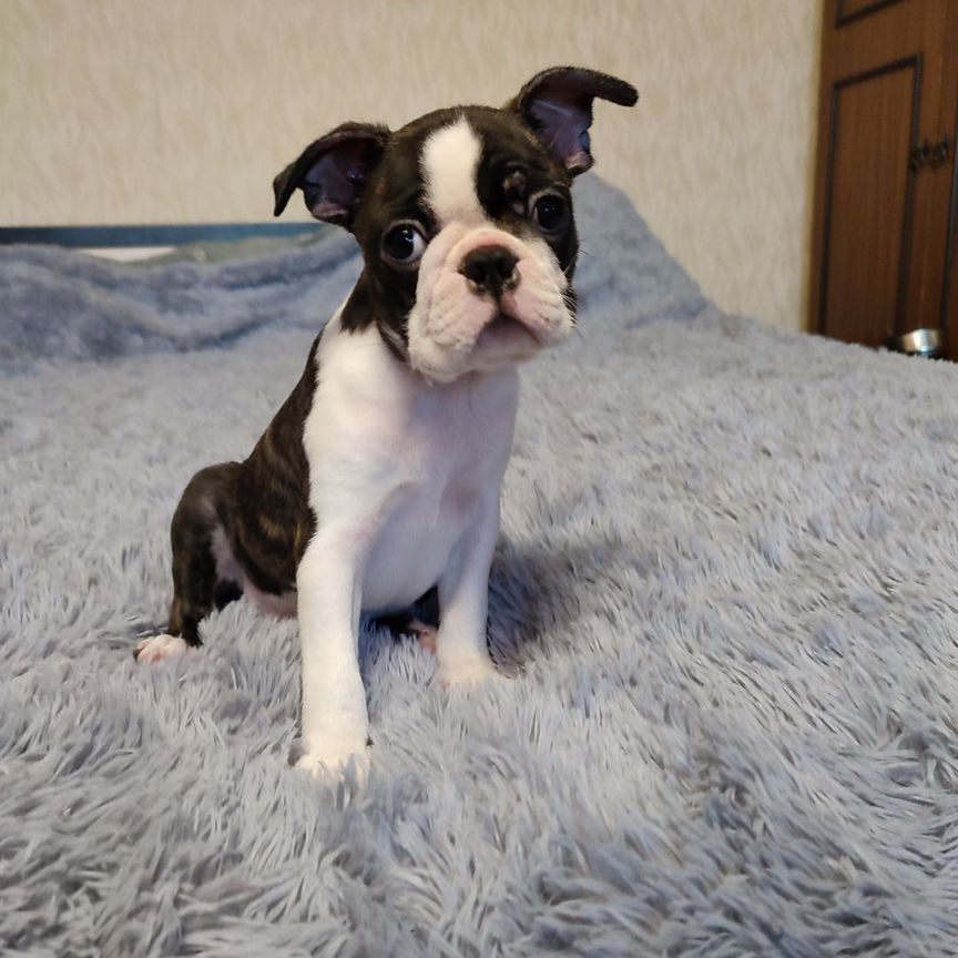 Щенок Бостон мальчик