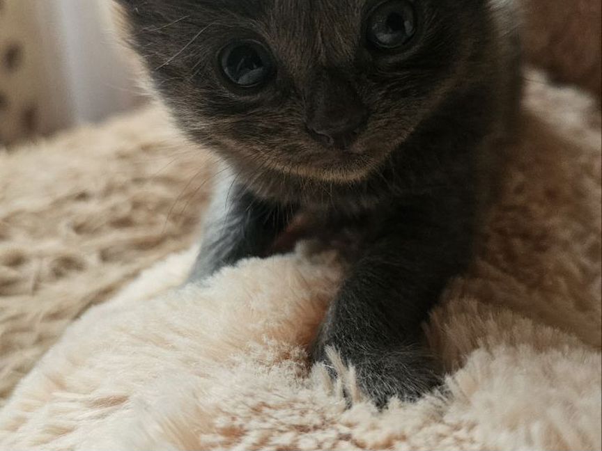 Британские котята