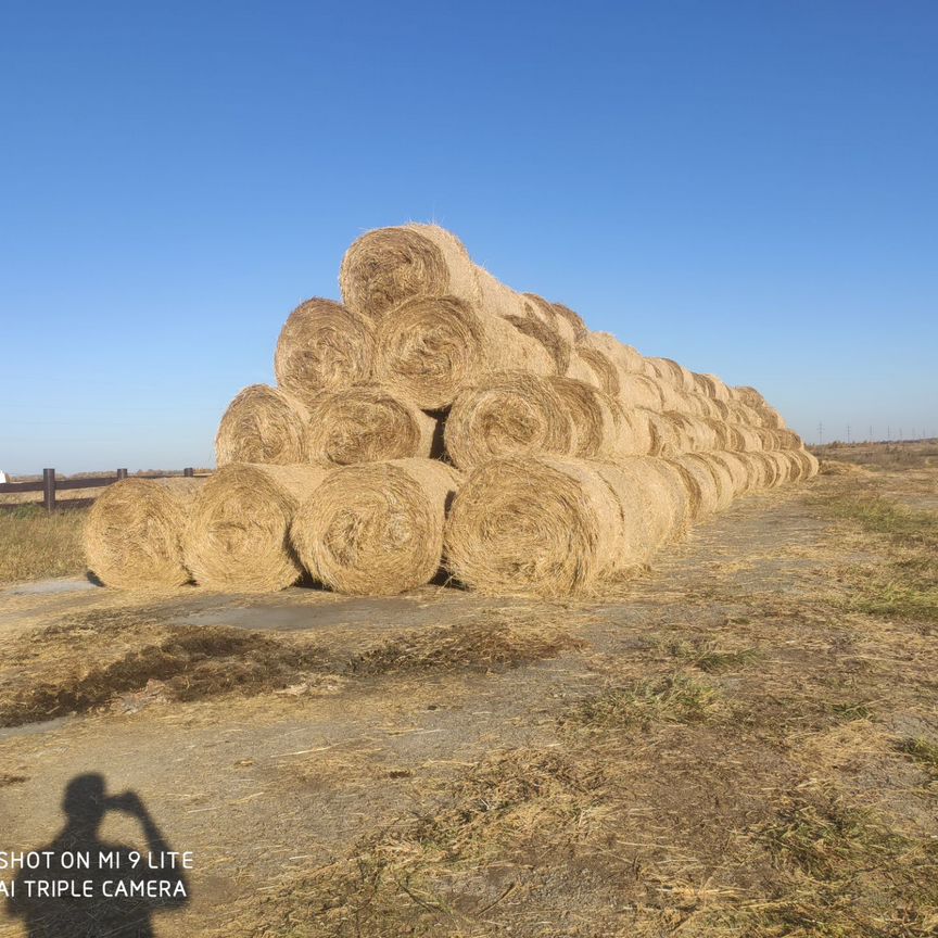 Сено красной просы 2024 года