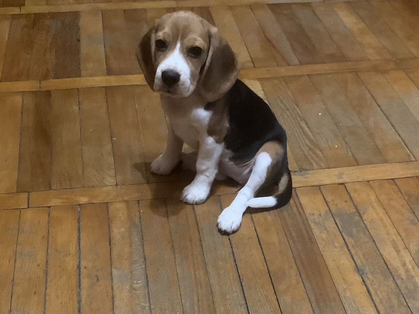 Собаки щенок бигль