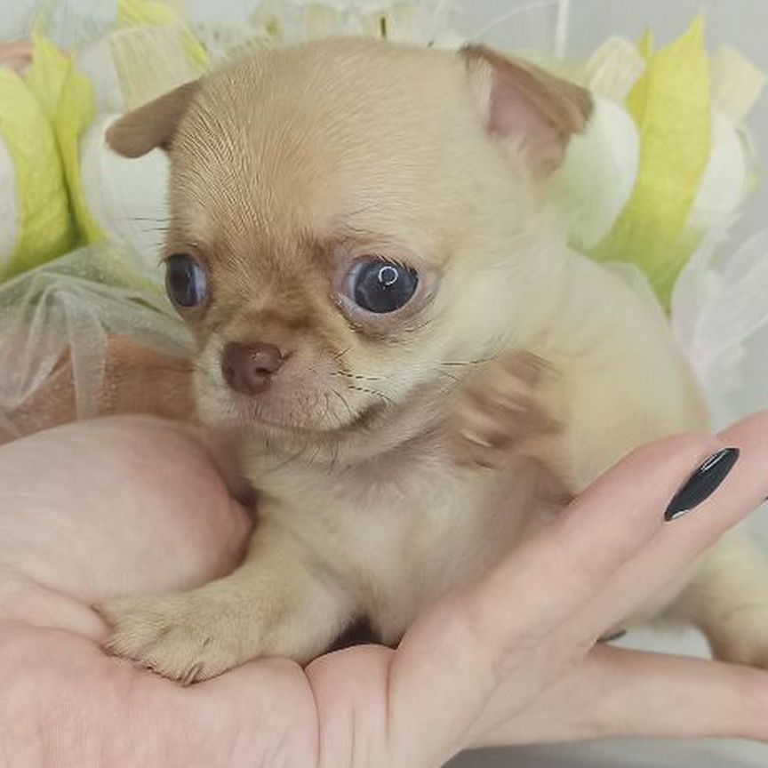 Чихуахуа мини девочка