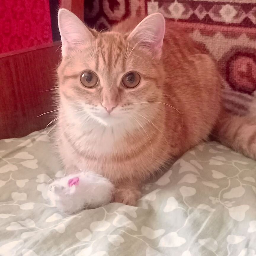 Кошка Ася 6 месяцев